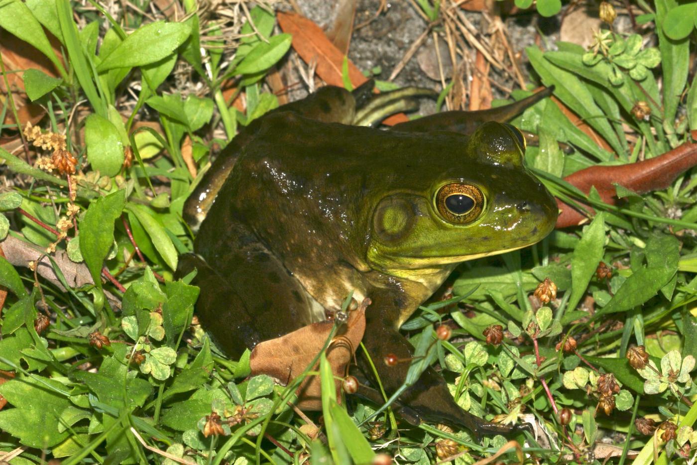 Bullfrog | NC Wildlife